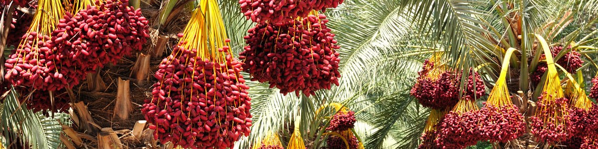 La datte : l’exotique en pleine croissance detail_fruits_et_legumes 369 ...