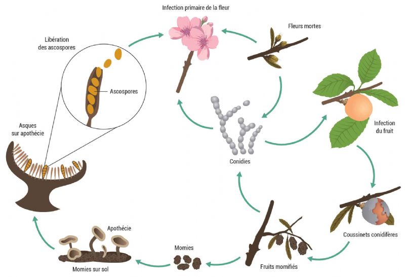 Impact du mode de fertilisation et de solutions alternatives sur les ...